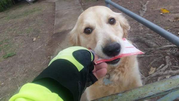 Postman delivers dog a letter every day