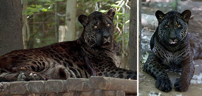 18 weird and rare animal crossbreeds you never knew existed