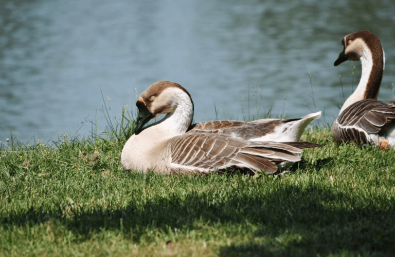 18 weird and rare animal crossbreeds you never knew existed