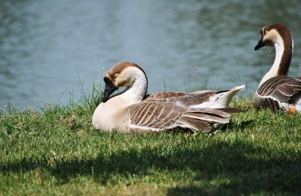 18 weird and rare animal crossbreeds you never knew existed