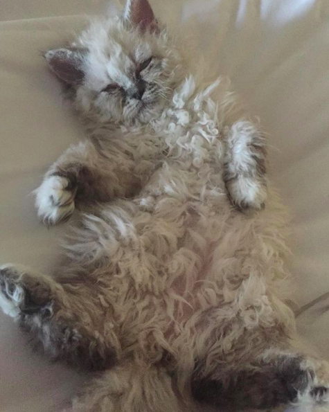 People are obsessing over these cute curly haired cats
