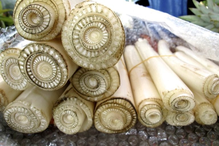 30 unusual photos of objects split in half