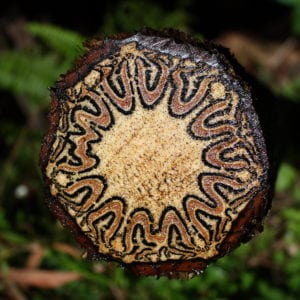 30 unusual photos of objects split in half