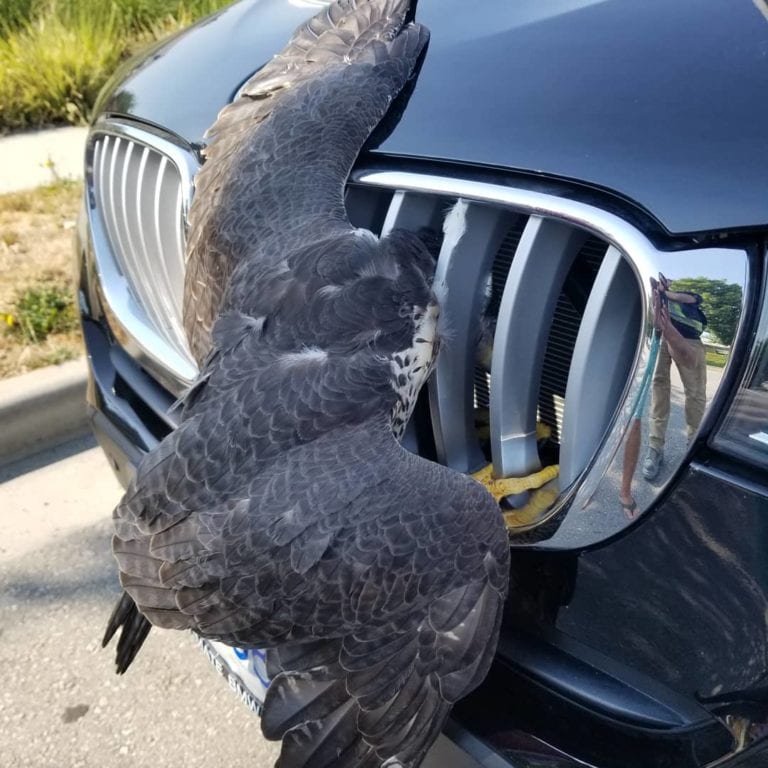 50 hilariously funny bird photos captured at the perfect time