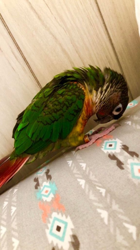 50 hilariously funny bird photos captured at the perfect time