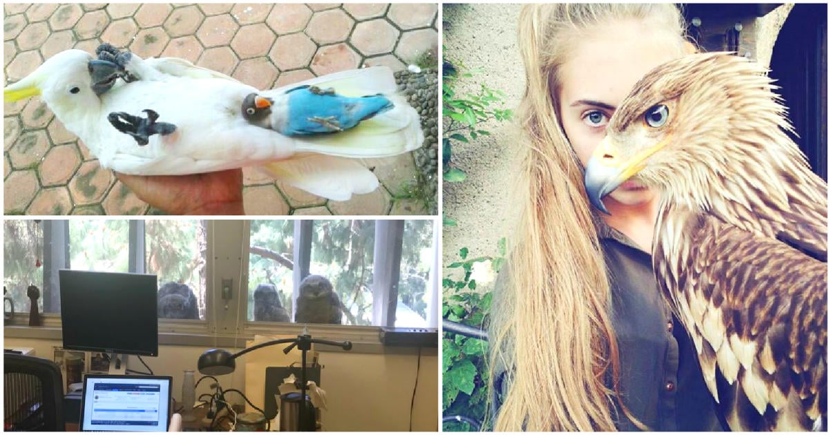 50 hilariously funny bird photos captured at the perfect time