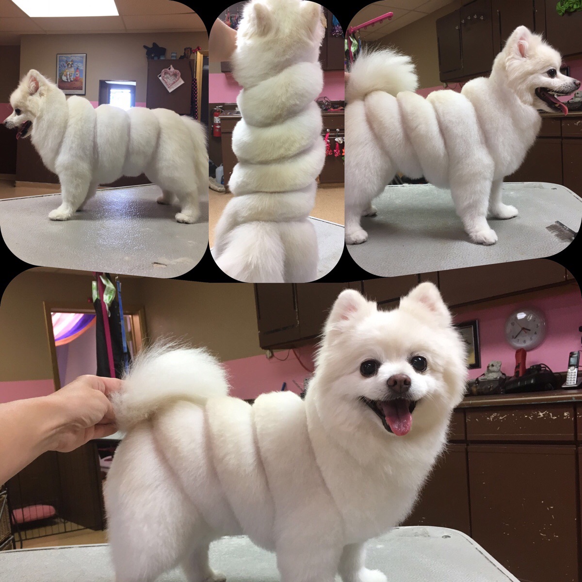 30 times pet haircuts went hilariously and terribly wrong