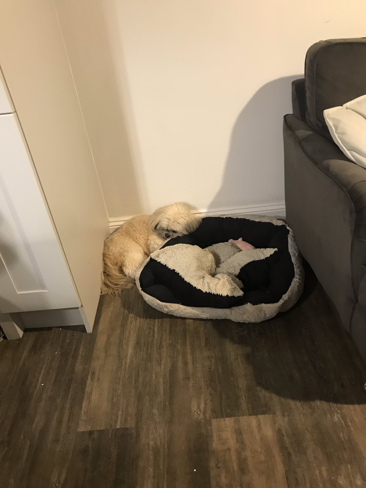 Grieving dog leaves bed open for departed best friend