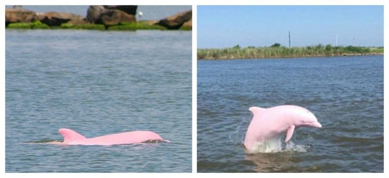 Rare pink dolphin gives birth to a baby pink dolphin