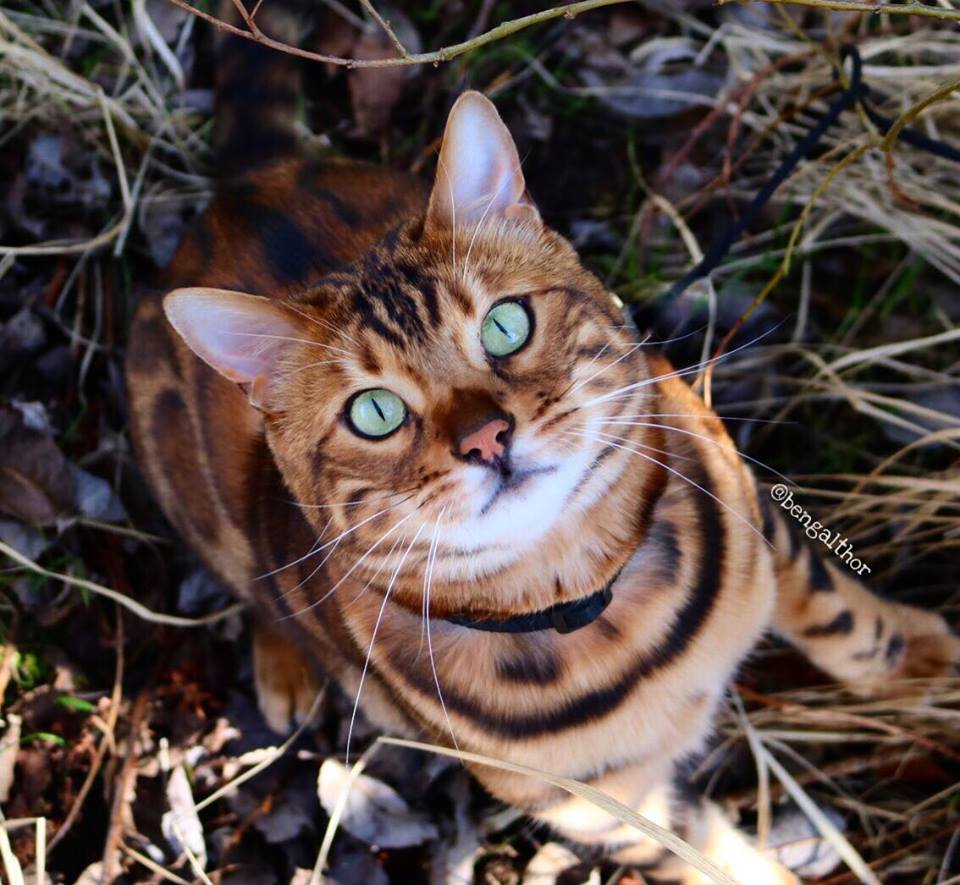 Beautiful Spotted and Striped Bengal Cat Named "Thor"