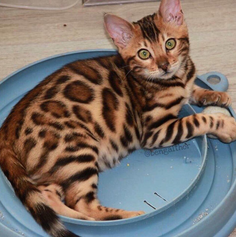 Beautiful Spotted and Striped Bengal Cat Named "Thor"