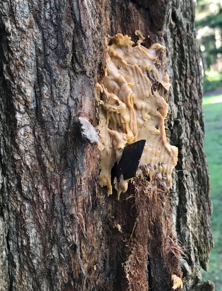 Man baited a razor blade with peanut butter on trees at park