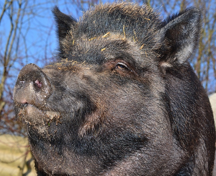 Wild Pig Gets Drunk And Starts Fight With Cow