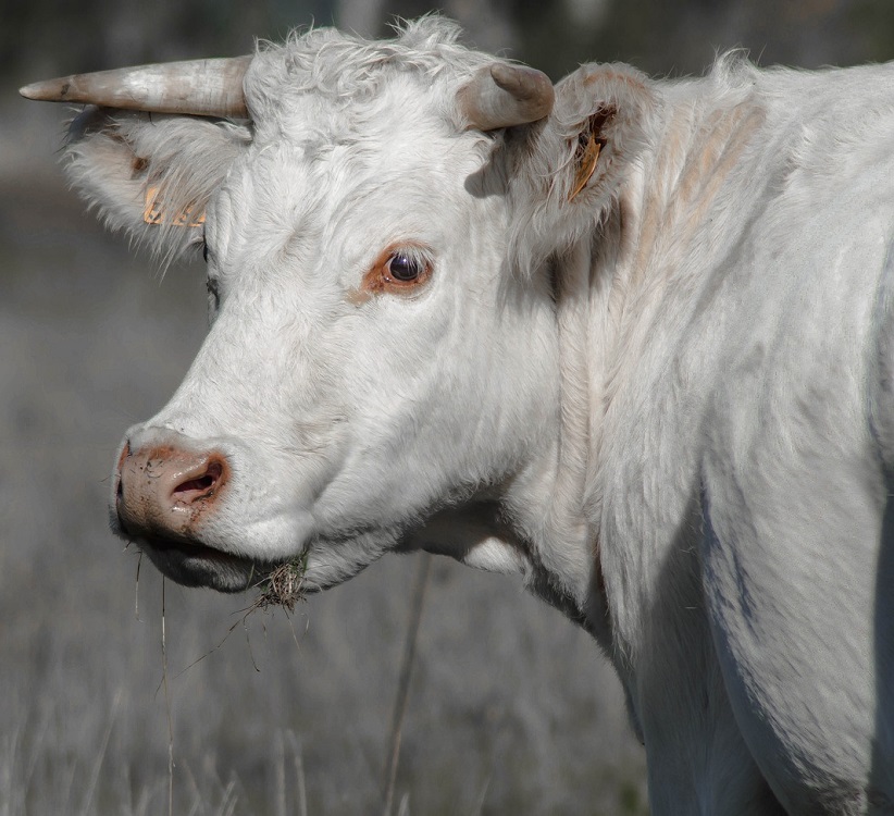 Wild Pig Gets Drunk And Starts Fight With Cow