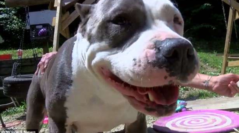 Pit bull protects autistic girl lost in woods