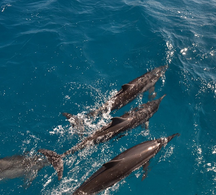 Footage Captures Dolphin’s Tricky Mud Rings