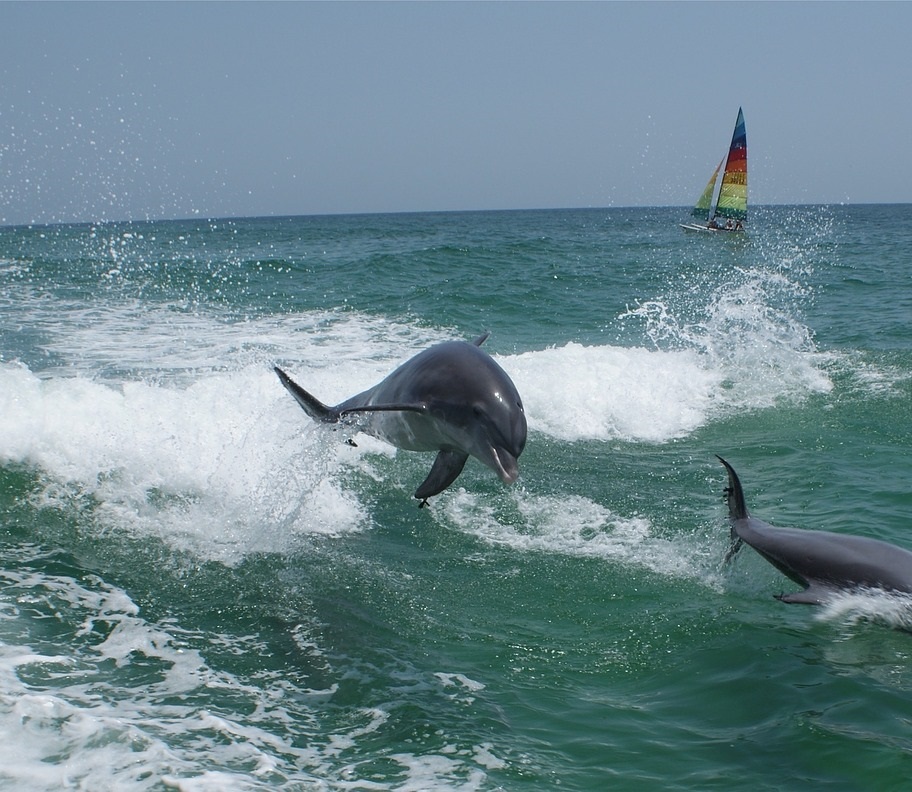 Footage Captures Dolphin’s Tricky Mud Rings