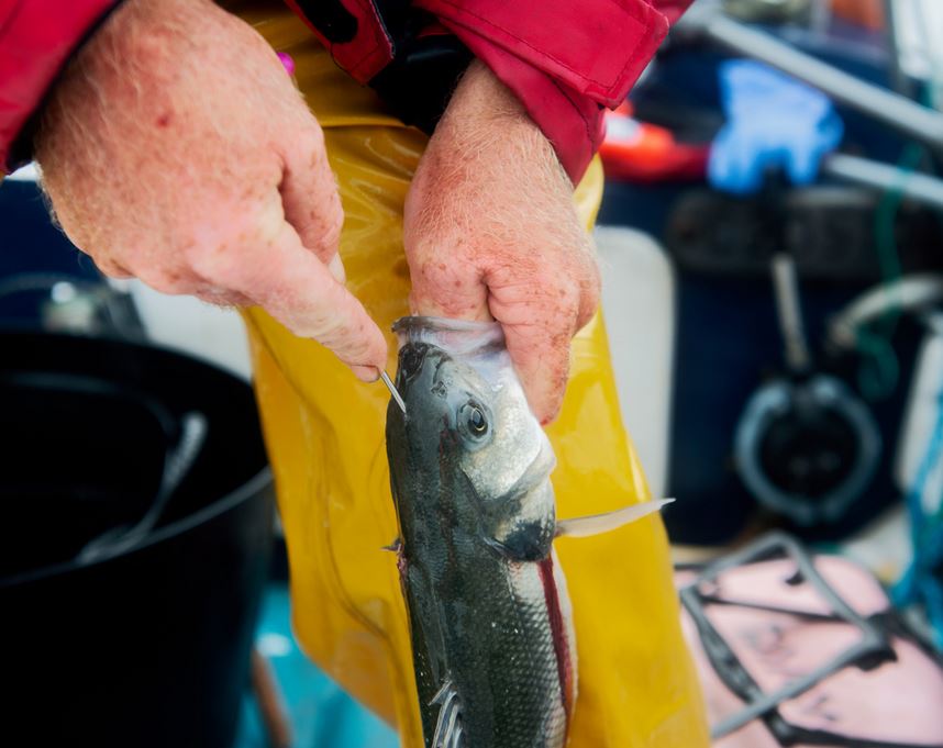 Chef shares humane way to kill a fish – the method also makes the fish ...