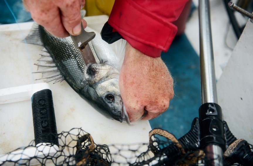 Chef shares humane way to kill a fish – the method also makes the fish ...