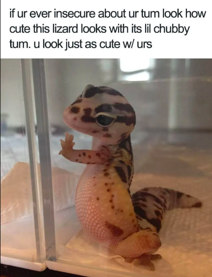 50 happy animal memes to jump start your week with a smile