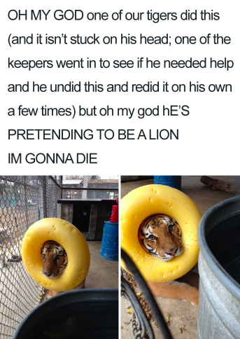 50 happy animal memes to jump start your week with a smile