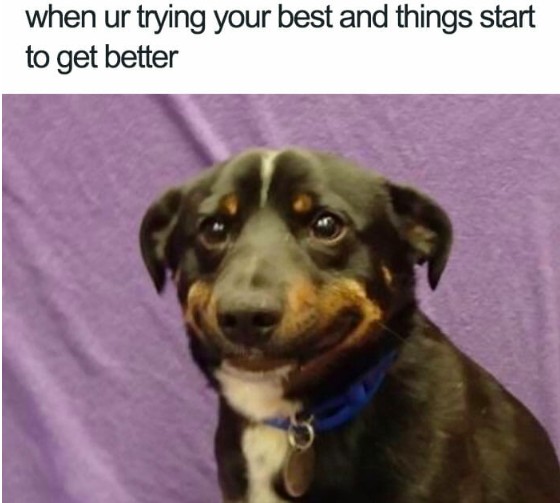 50 happy animal memes to jump start your week with a smile