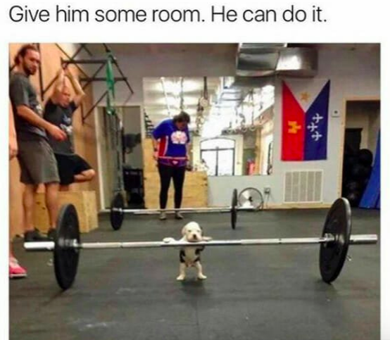 50 happy animal memes to jump start your week with a smile