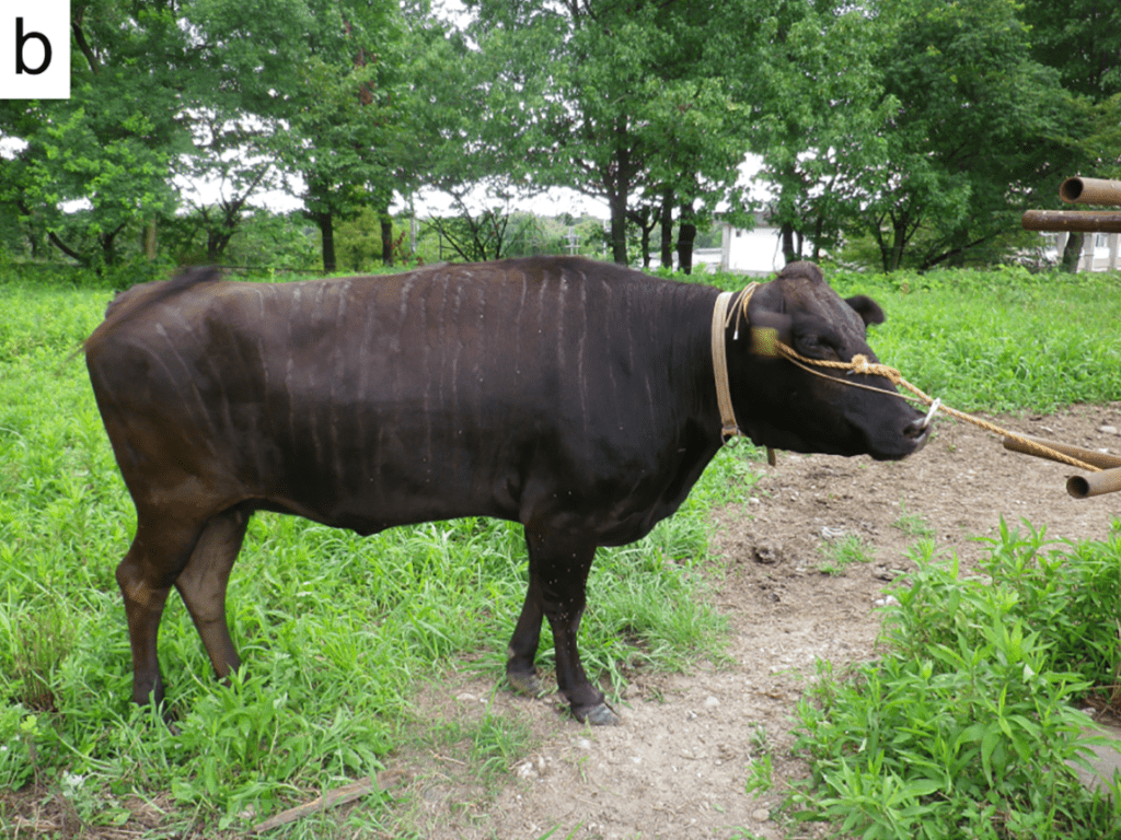 Researchers painted cows in zebra stripes and are amazed that they get ...