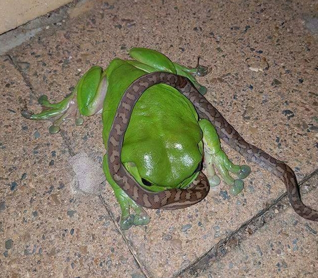 40 terrifying sights you can cross paths with in Australia