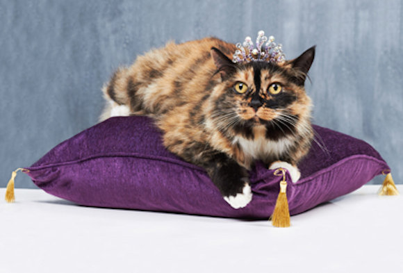 50 spoiled cats that can’t be bothered living like a peasant