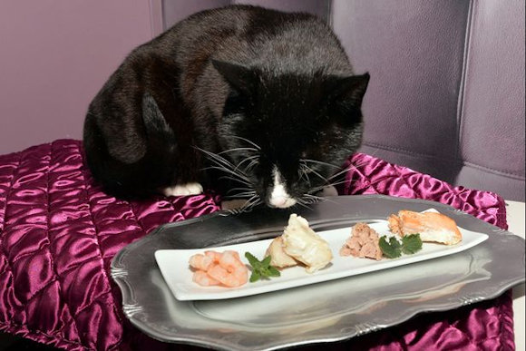 50 spoiled cats that can’t be bothered living like a peasant