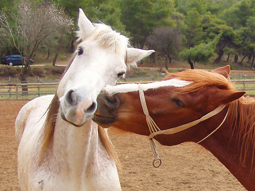 30 animals in love that will melt even the coldest heart