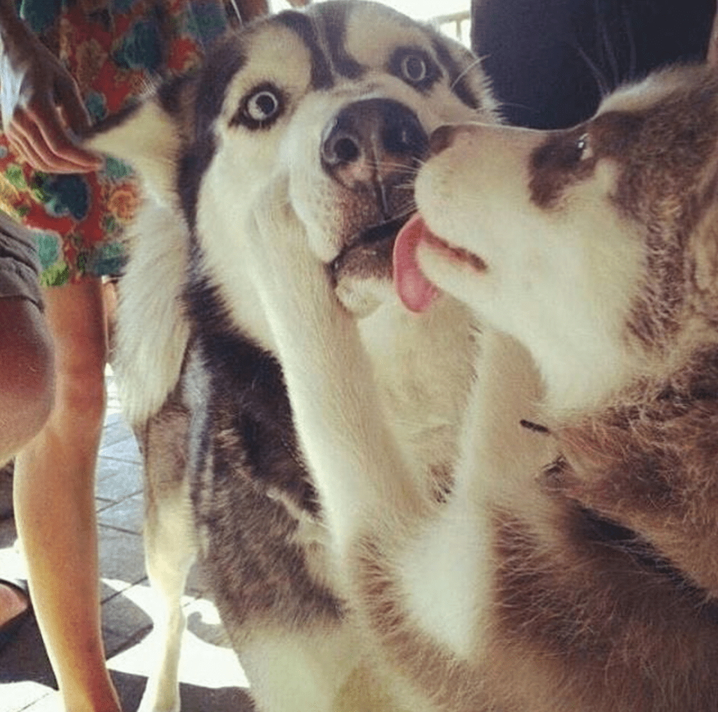 30 animals in love that will melt even the coldest heart