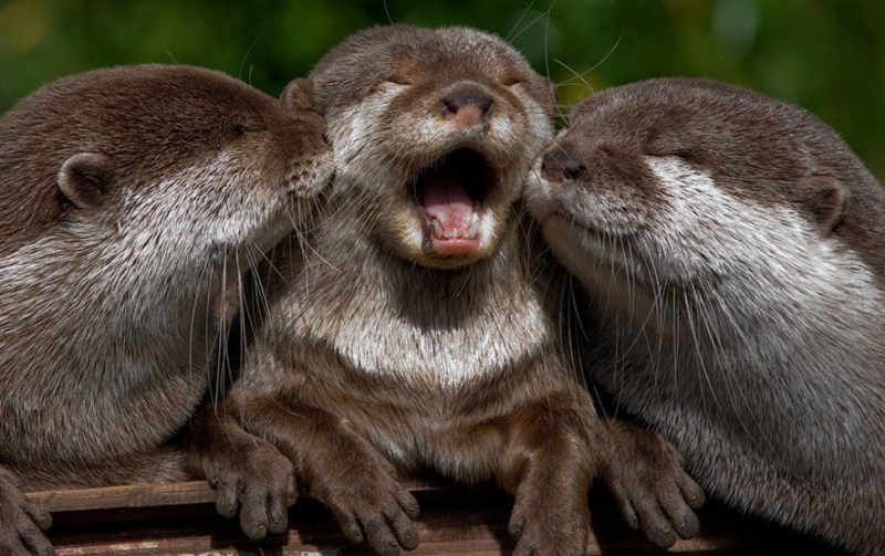 30 animals in love that will melt even the coldest heart