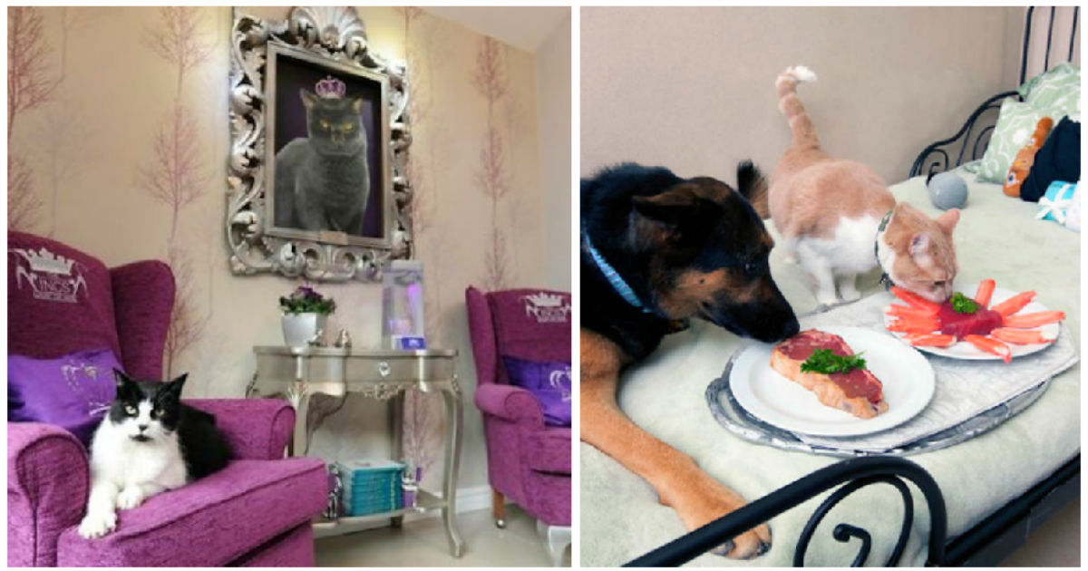 50 spoiled cats that can’t be bothered living like a peasant