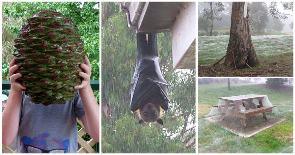 40 terrifying sights you can cross paths with in Australia