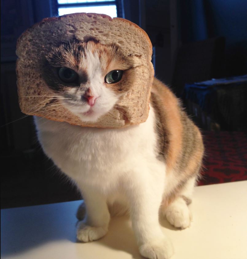 40 Seriously Cute Cats In Their Halloween Costumes