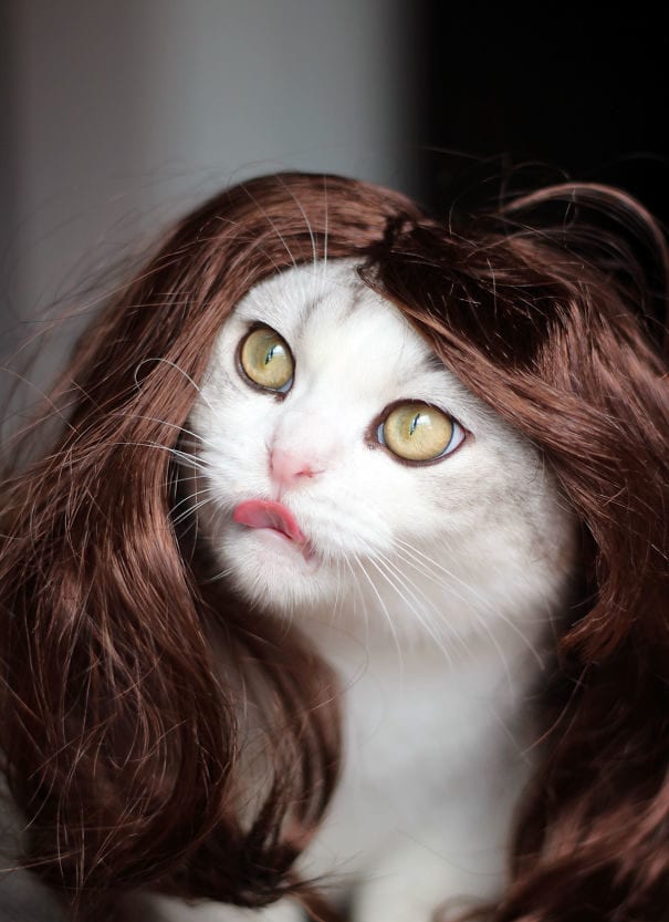 40 Seriously Cute Cats In Their Halloween Costumes