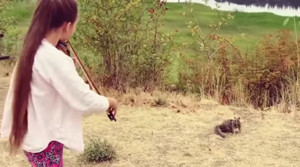 Curious squirrel can’t look away as talented young girl plays ...