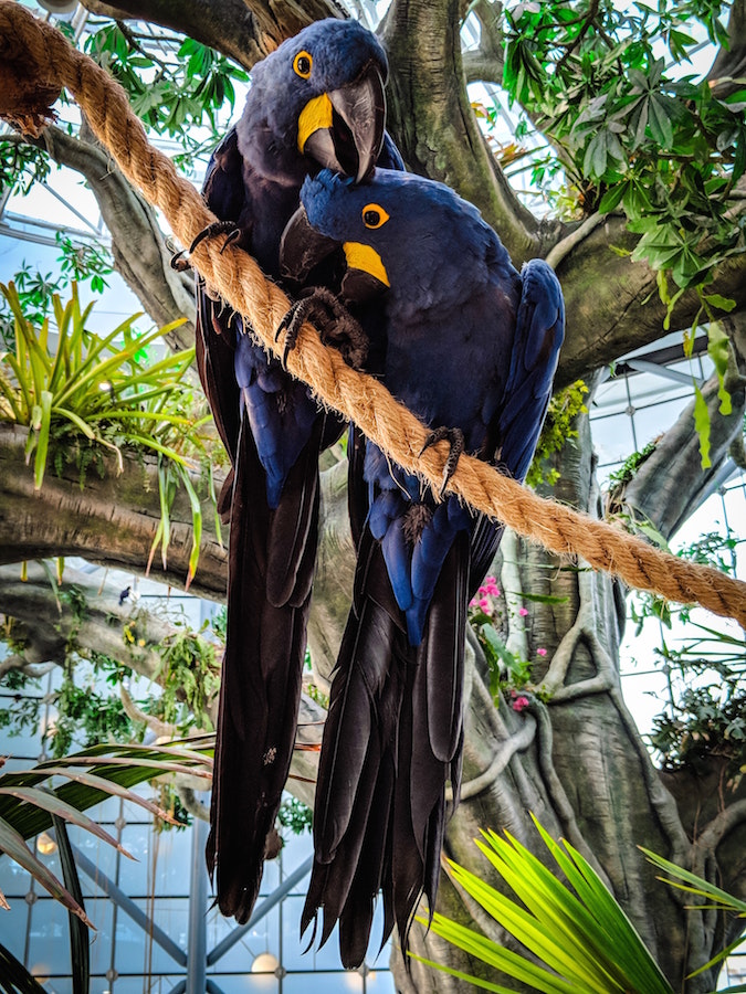 Birds see the world differently than humans, and the differences are ...