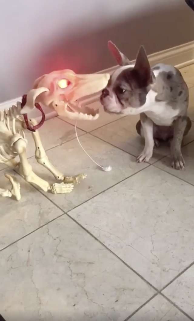 Dog notices Halloween skeleton – hops inside to prank his sister