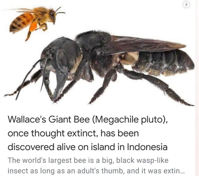 Biggest bee in the world was thought to be extinct – Found alive for ...