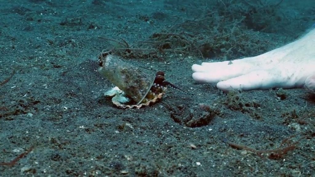 Diver convinces baby octopus to switch out plastic cup he was using as ...