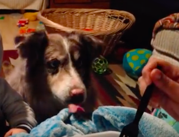 Dog says ‘mama’ after mom bribes baby