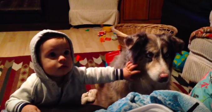 Dog says ‘mama’ after mom bribes baby
