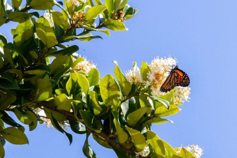 More monarch butterflies were spotted migrating this fall, a good sign ...