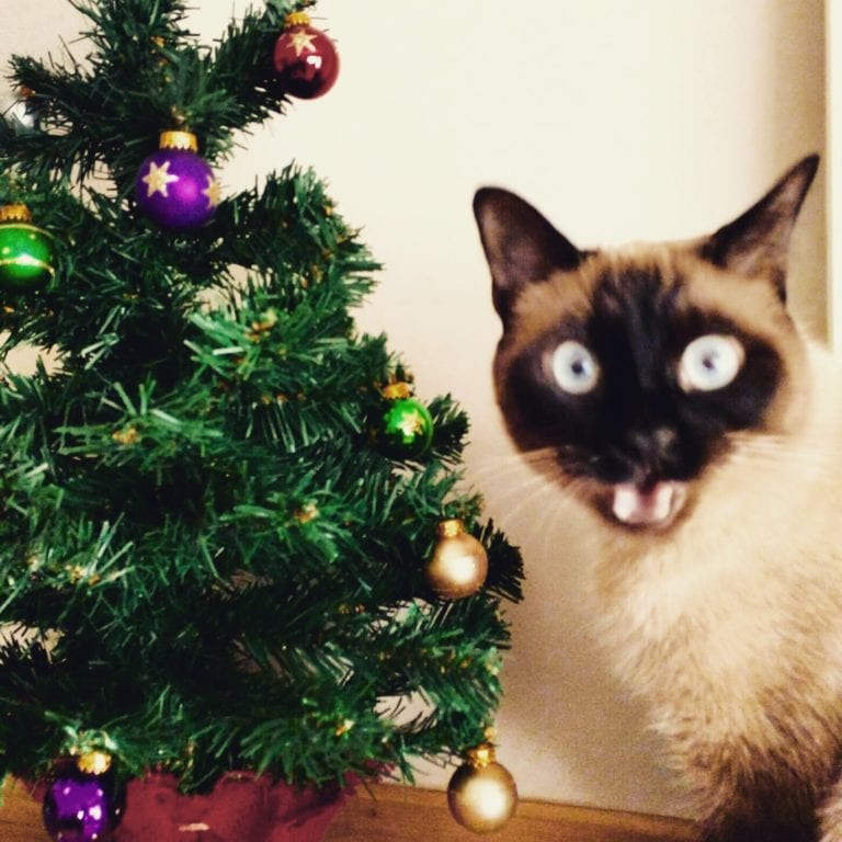 60 over dramatic cats that deserve an Oscar for being so extra