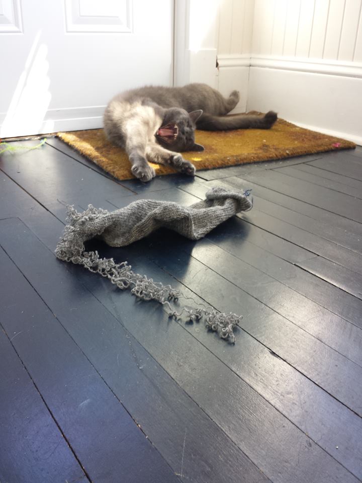 60 over dramatic cats that deserve an Oscar for being so extra