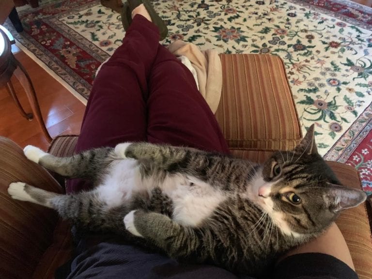 60 over dramatic cats that deserve an Oscar for being so extra