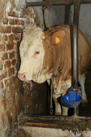 Bull has been imprisoned his whole life – performs freedom dance after ...